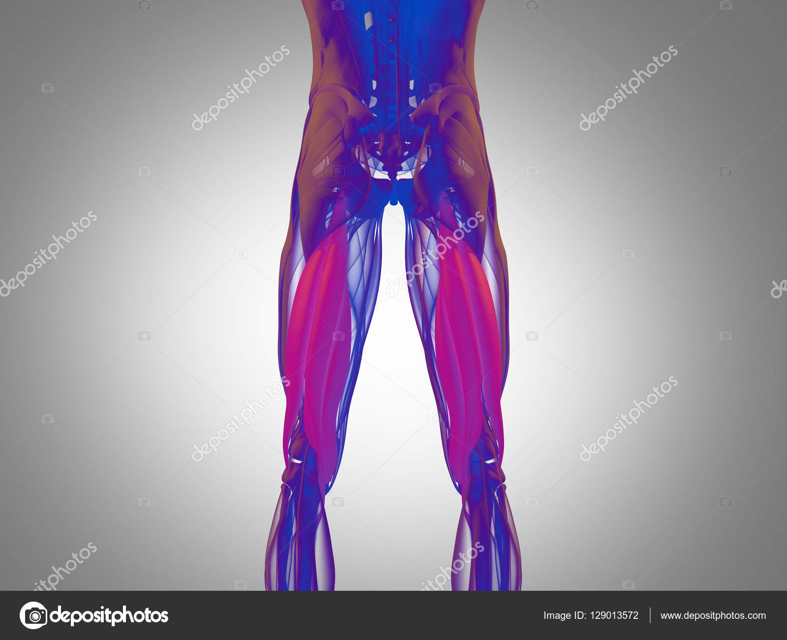 Hamstring muscle group anatomy model Stock Photo by ©AnatomyInsider ...