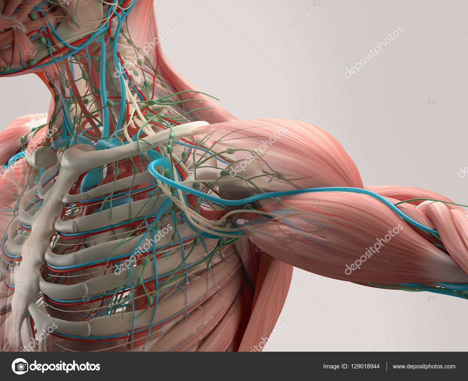 Interactive 3d Human Anatomy Shoulder