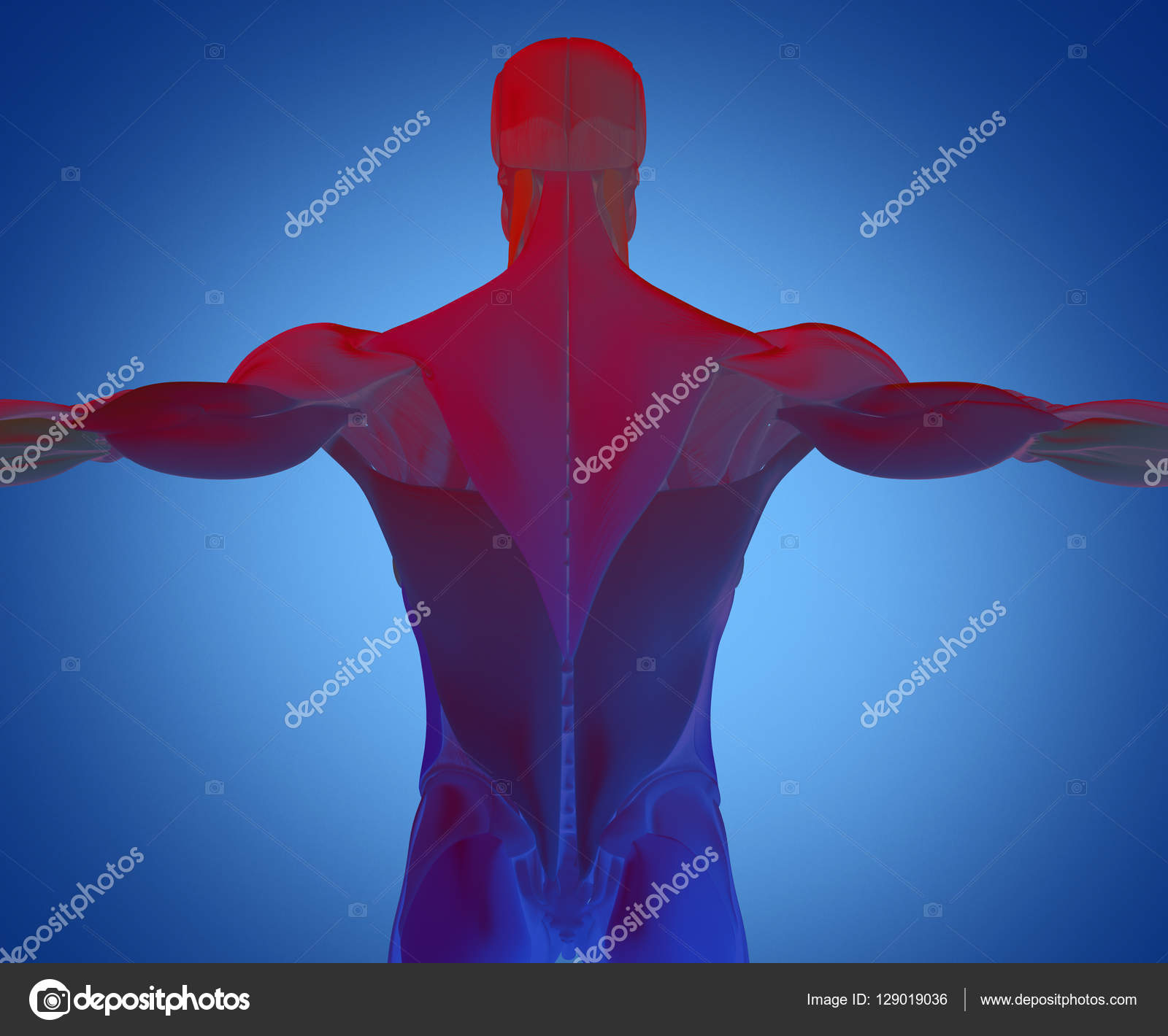 Male Torso Back