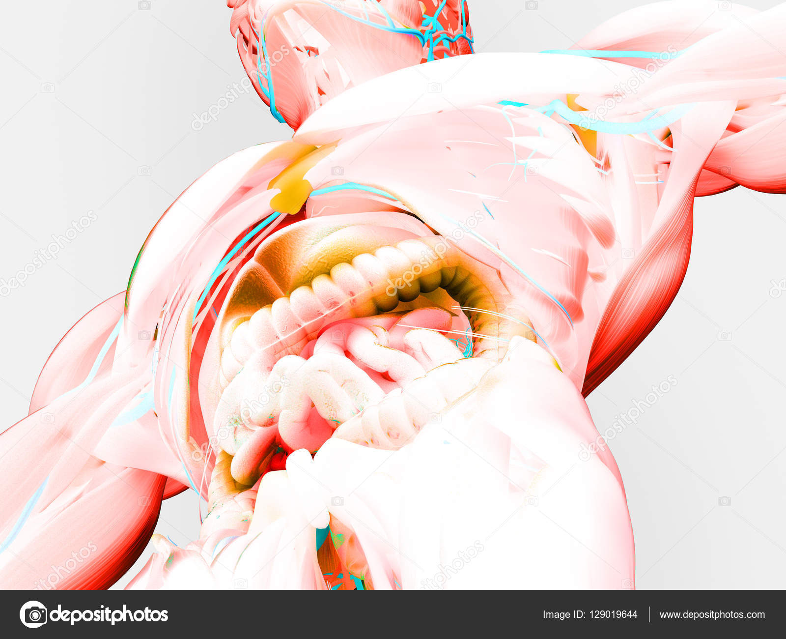 Human guts anatomy model Stock Photo by ©AnatomyInsider 129019644