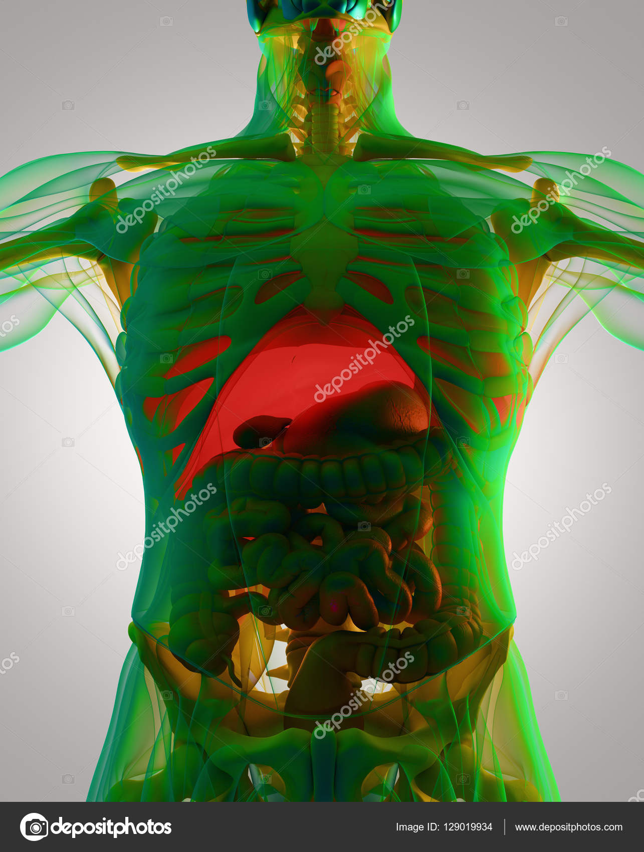 Human anatomy model Stock Photo by ©AnatomyInsider 129019934