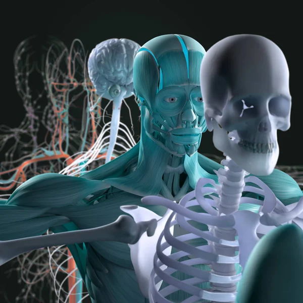 Human anatomy exploded view Stock Photo by ©AnatomyInsider 129014168