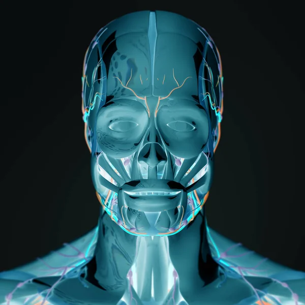 Human anatomy face and head close-up showing parts of skull, eyes ...