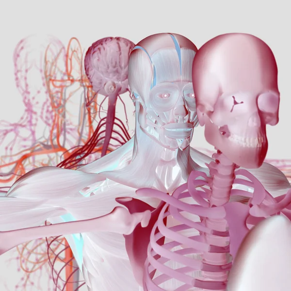 Human anatomy exploded view Stock Photo by ©AnatomyInsider 129010772