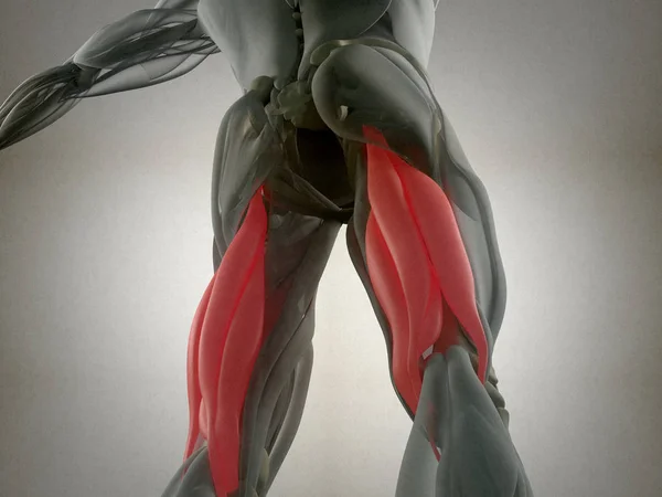 Hamstring muscle group anatomy model — Stock Photo © AnatomyInsider ...