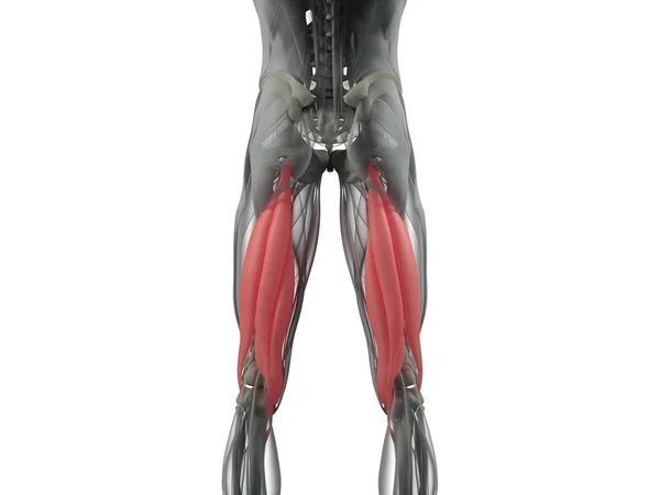 Hamstring Stock Photos, Royalty Free Hamstring Images | Depositphotos