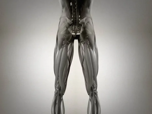 Hamstring muscle group anatomy model ⬇ Stock Photo, Image by ...