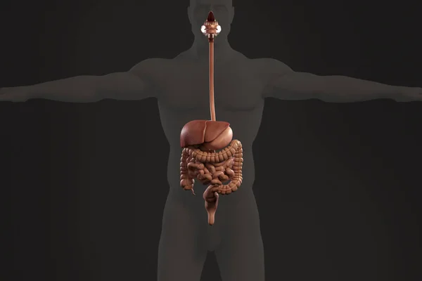 Digestive system anatomy model — Stock Photo © AnatomyInsider #149541726