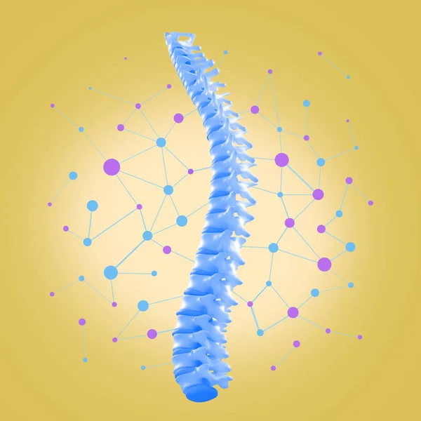 Human spine model — Stock Photo © AnatomyInsider #129019412