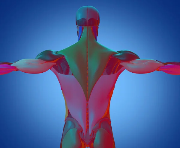 Male torso back muscles — Stock Photo © AnatomyInsider #129019036