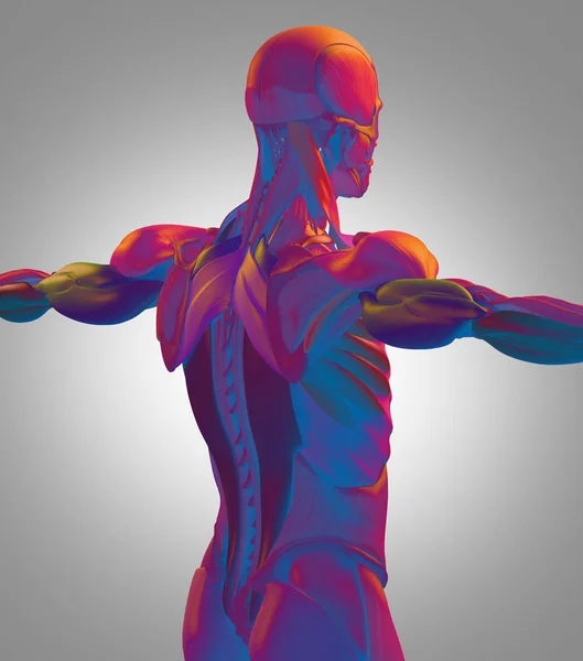 Male torso back muscles — Stock Photo © AnatomyInsider #129019036