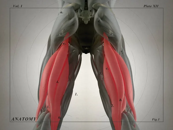 Hamstring muscle group anatomy model — Stock Photo © AnatomyInsider ...