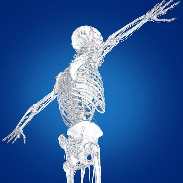 Human anatomy exploded view Stock Photo by ©AnatomyInsider 129014168