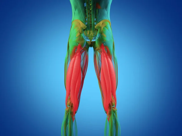 Hamstring muscle group anatomy model — Stock Photo © AnatomyInsider ...