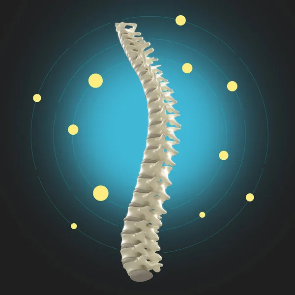 Human spine model — Stock Photo © AnatomyInsider #129019412