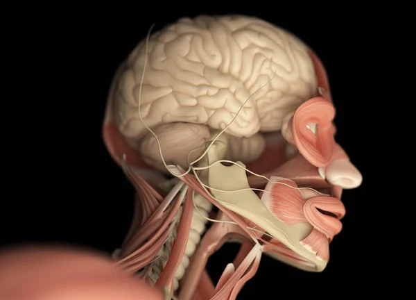 Human head anatomy model Stock Photo by ©AnatomyInsider 129010414