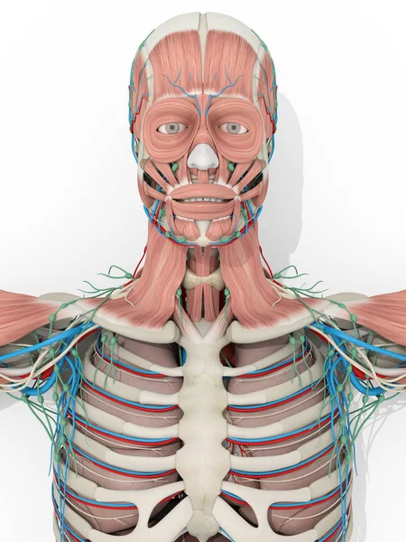 Muscular system Images - Search Images on Everypixel