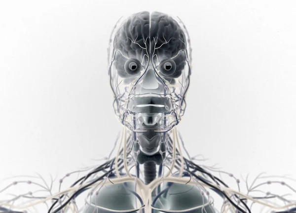 Human brain impulse system Stock Photo by ©AnatomyInsider 129013792