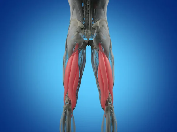 Hamstring muscle group anatomy model — Stock Photo © AnatomyInsider ...