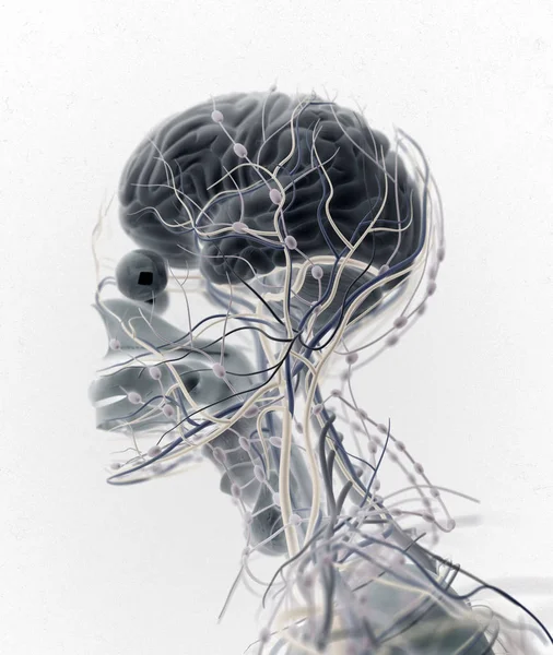 Human anatomy view of the brain and nervous system. — Stock Photo ...