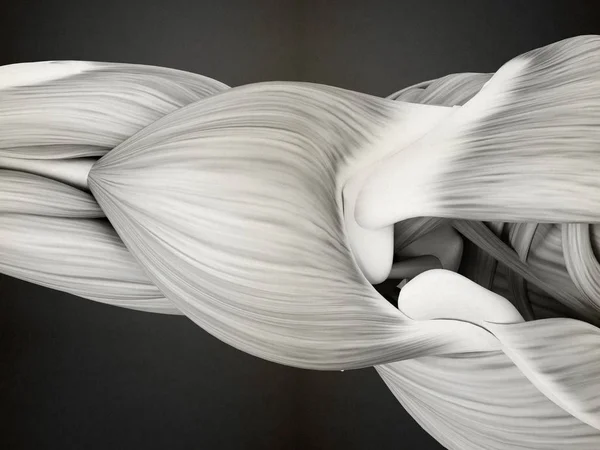 human muscles anatomy model - Stock Image - Everypixel