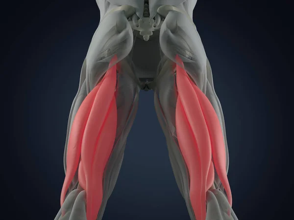 ᐈ Torn hamstring stock pictures, Royalty Free hamstring images ...