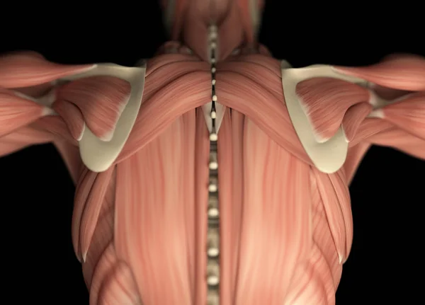 Human back anatomy Stock Photos, Royalty Free Human back anatomy Images ...