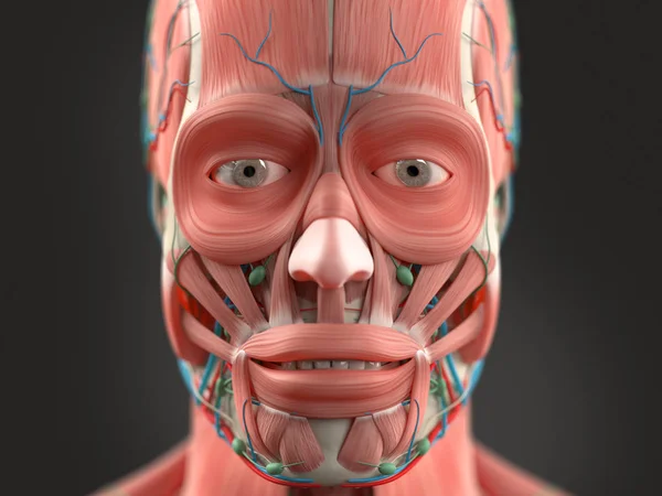 Anatomie visage Stock Photos, Royalty Free Anatomie visage Images ...