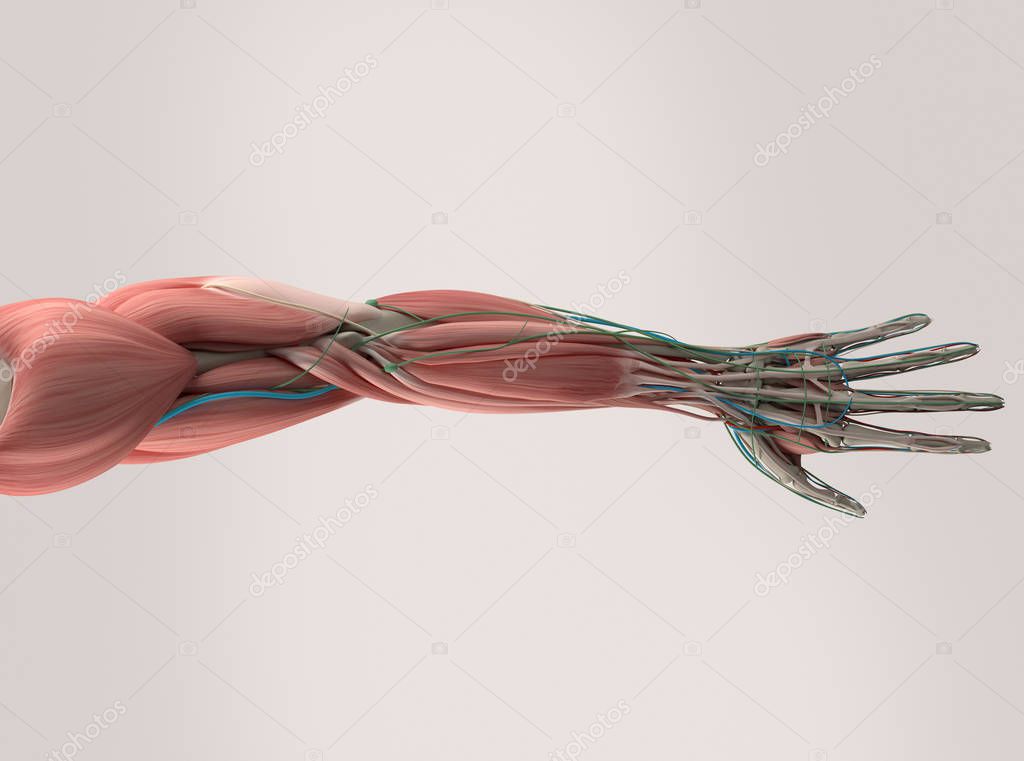 Human arm anatomy model Stock Photo by ©AnatomyInsider 129010640