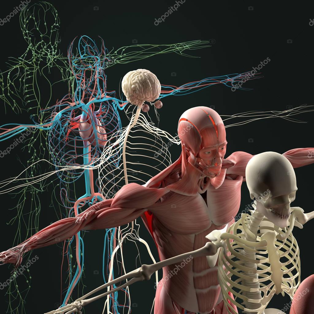 Human anatomy exploded view — Stock Photo © AnatomyInsider #129010950