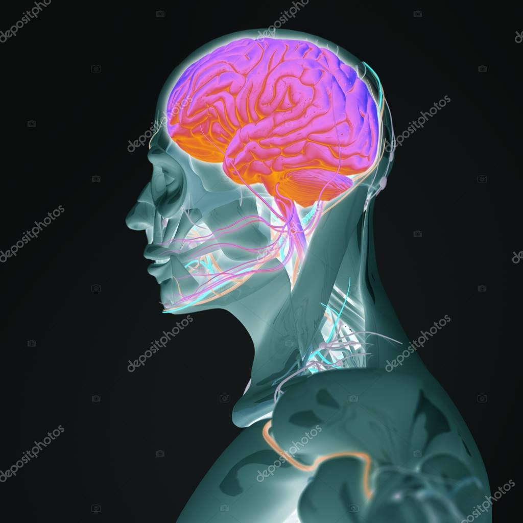 Human head anatomy model Stock Photo by ©AnatomyInsider 129011018