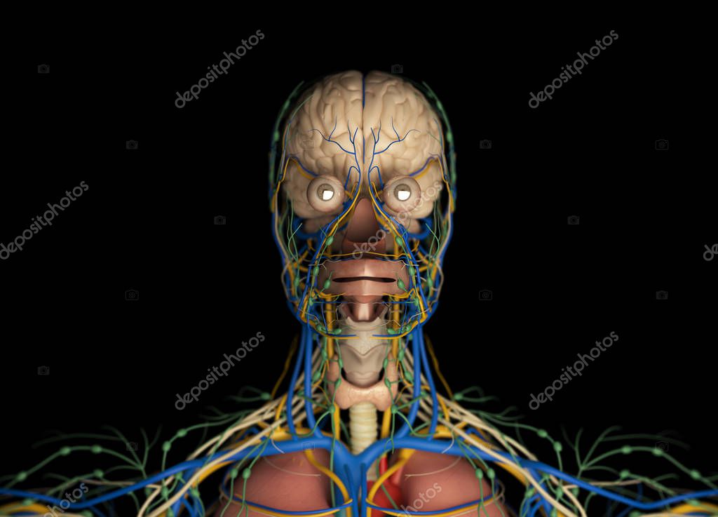 Human brain impulse system — Stock Photo © AnatomyInsider #129011474