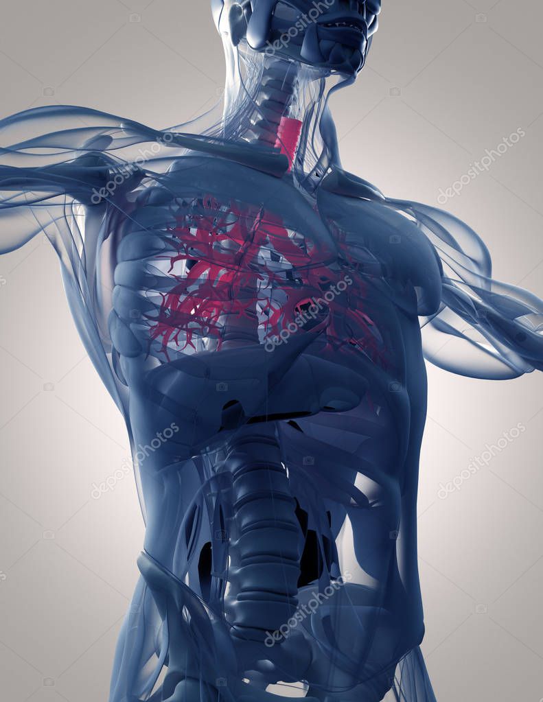 Human Bronchus anatomy model — Stock Photo © AnatomyInsider #129012234
