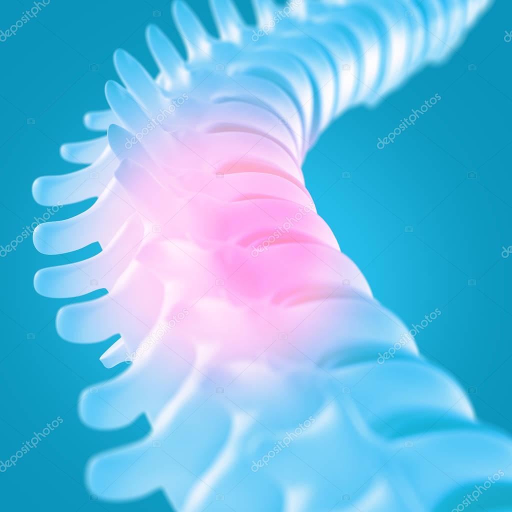 Human spine model — Stock Photo © AnatomyInsider #129012376