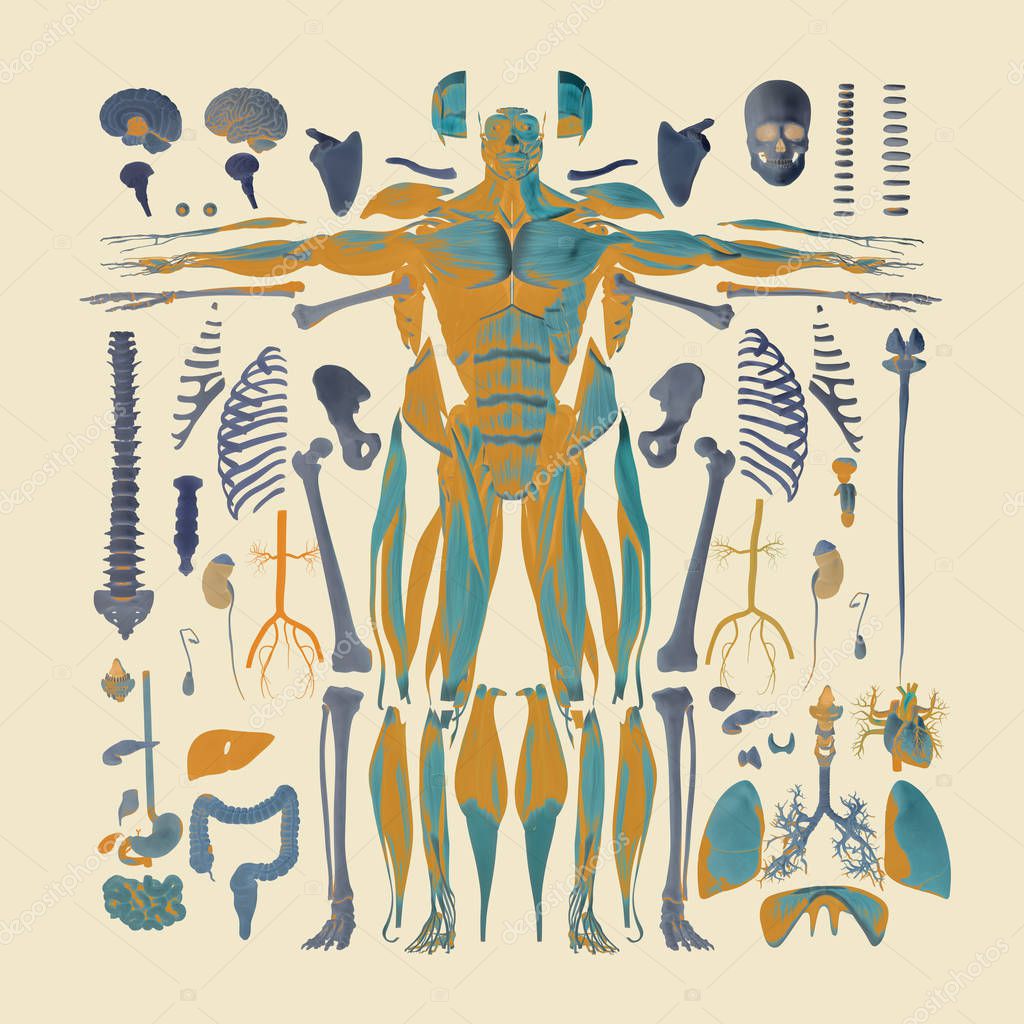 Male anatomy model Stock Illustration by ©AnatomyInsider #129012430