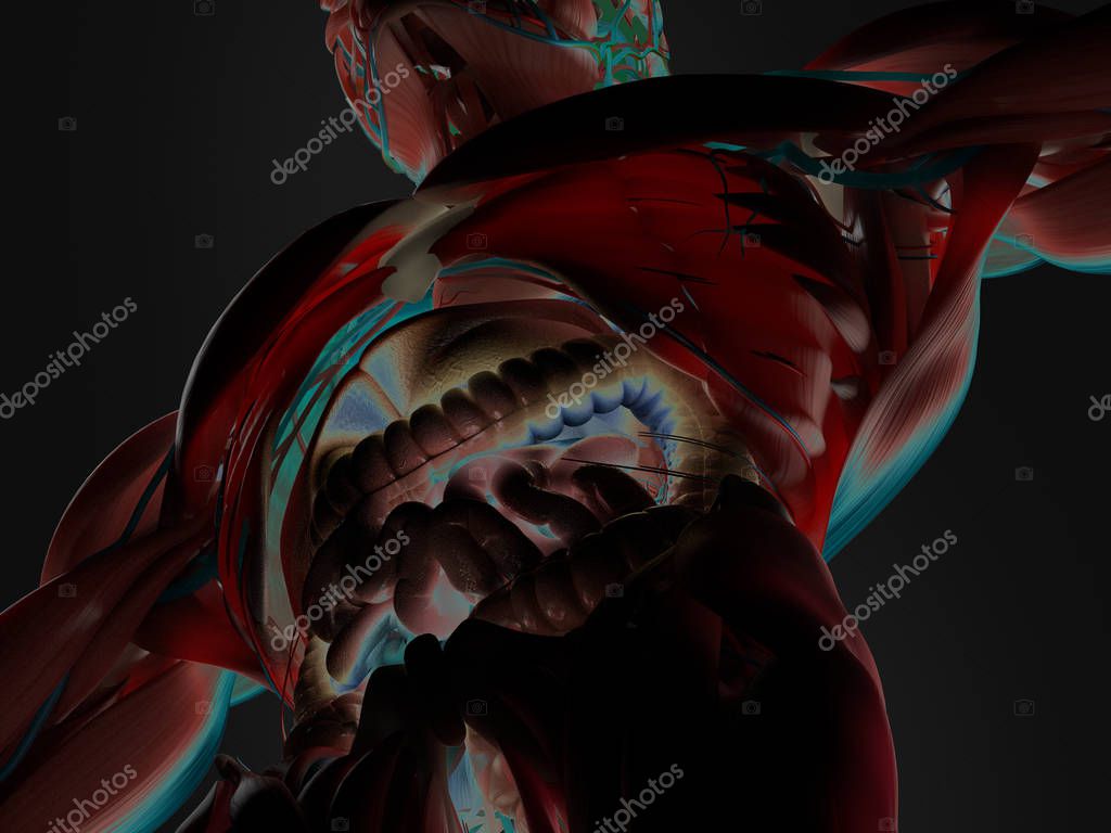 Human guts anatomy model — Stock Photo © AnatomyInsider #129012620