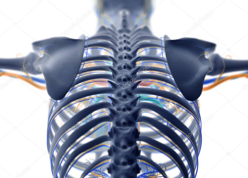 Human back anatomy model — Stock Photo © AnatomyInsider #129012702