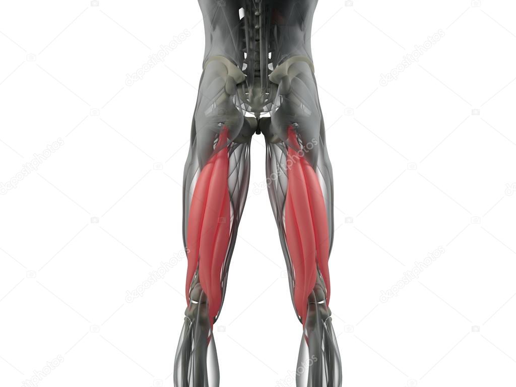 Hamstrings Anatomy