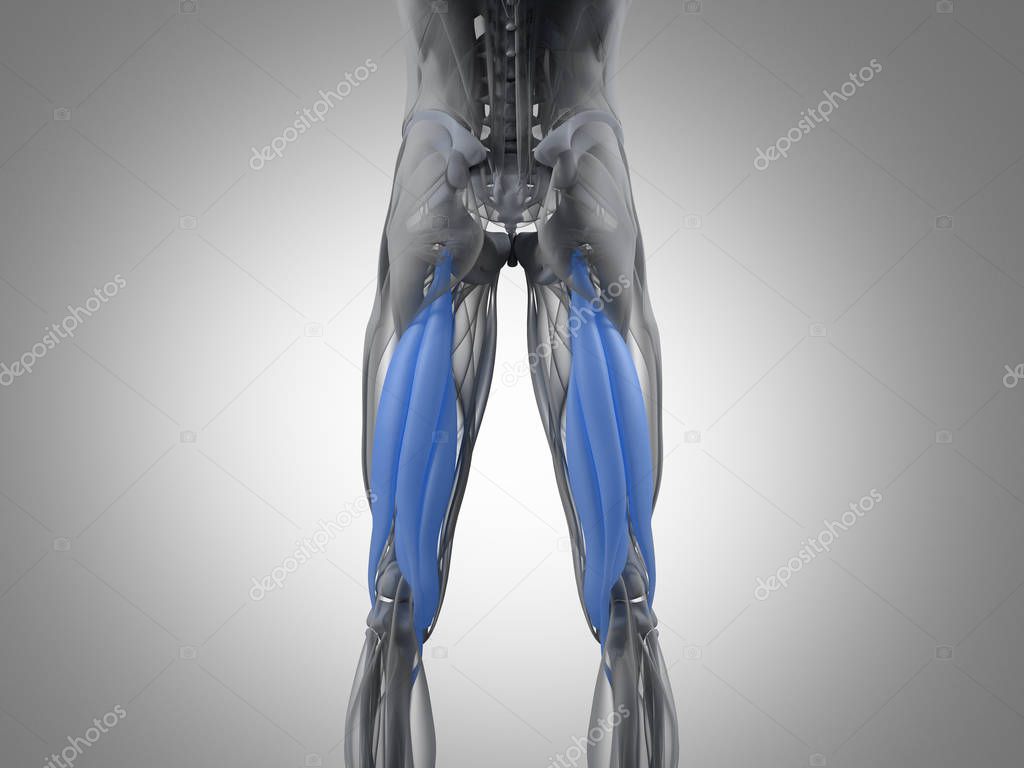 Hamstring muscle group anatomy model Stock Photo by ©AnatomyInsider ...
