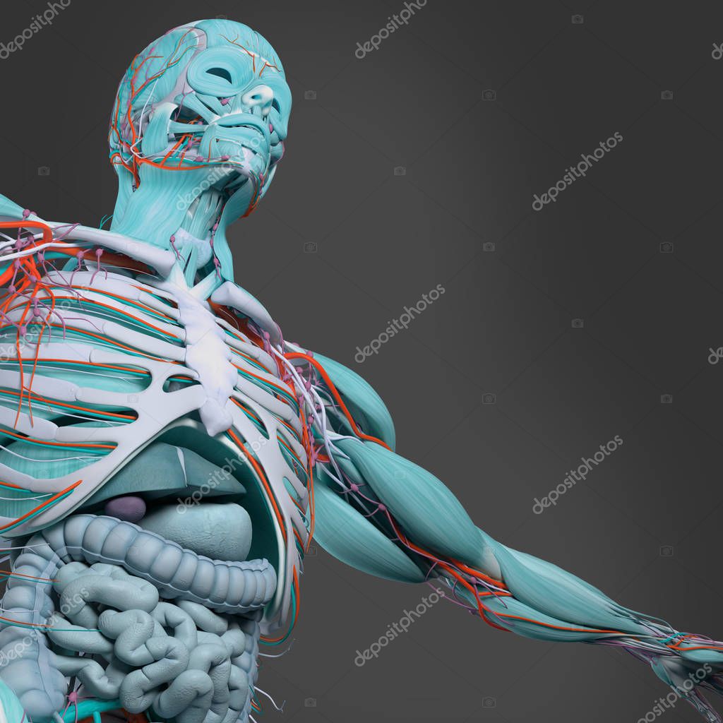 Anatomy Of Human Chest