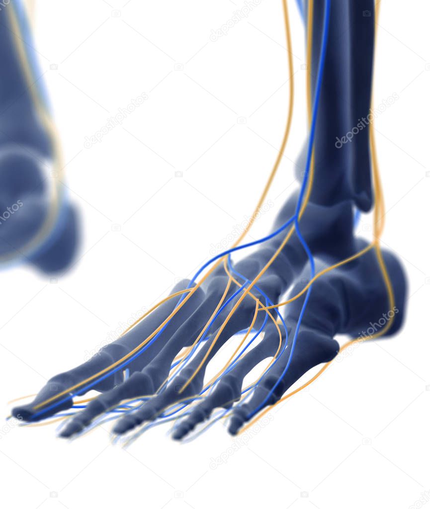 Human foot anatomy model — Stock Photo © AnatomyInsider #129013864