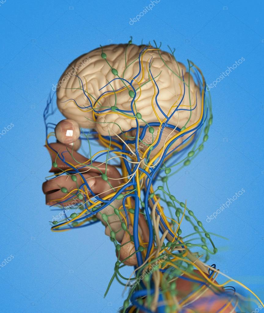 Human brain impulse system — Stock Photo © AnatomyInsider #129014264
