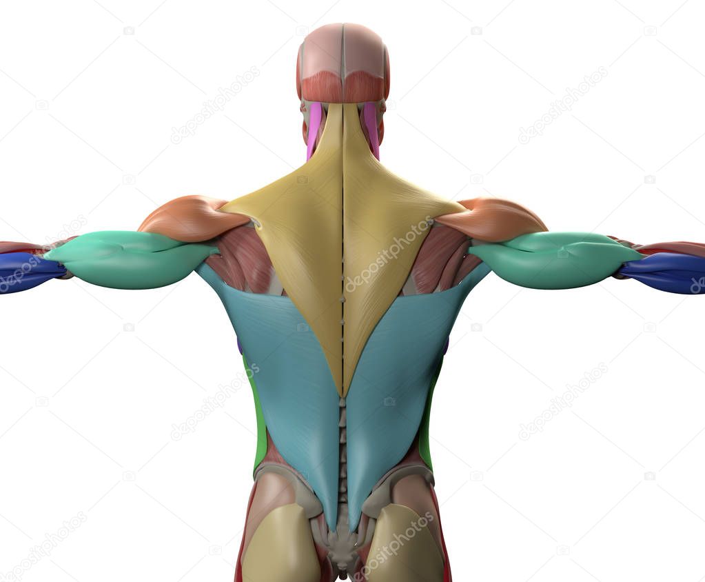 Male Torso Back