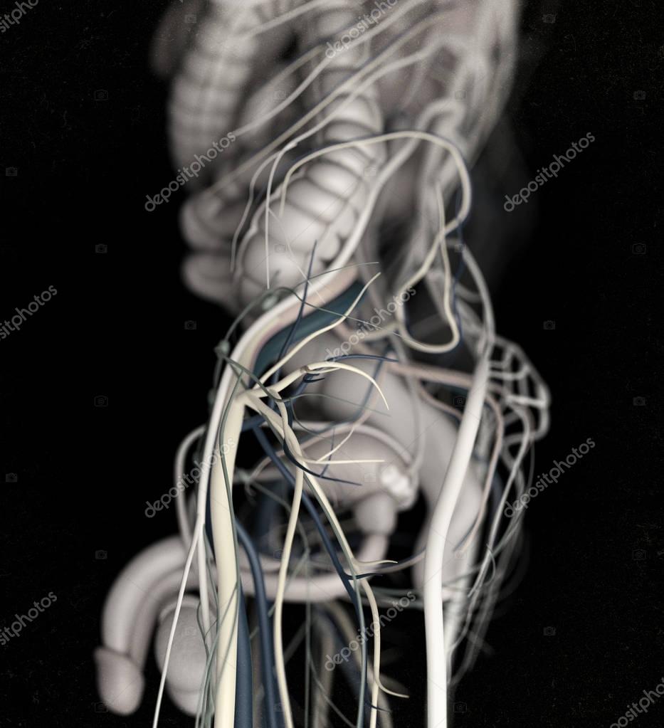 Male urinary and reproductive system — Stock Photo © AnatomyInsider ...