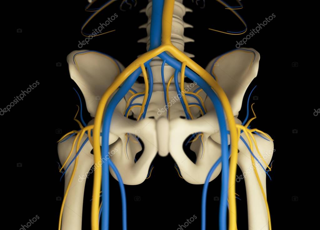 Modelo de anatomía de la pelvis humana: fotografía de stock ...