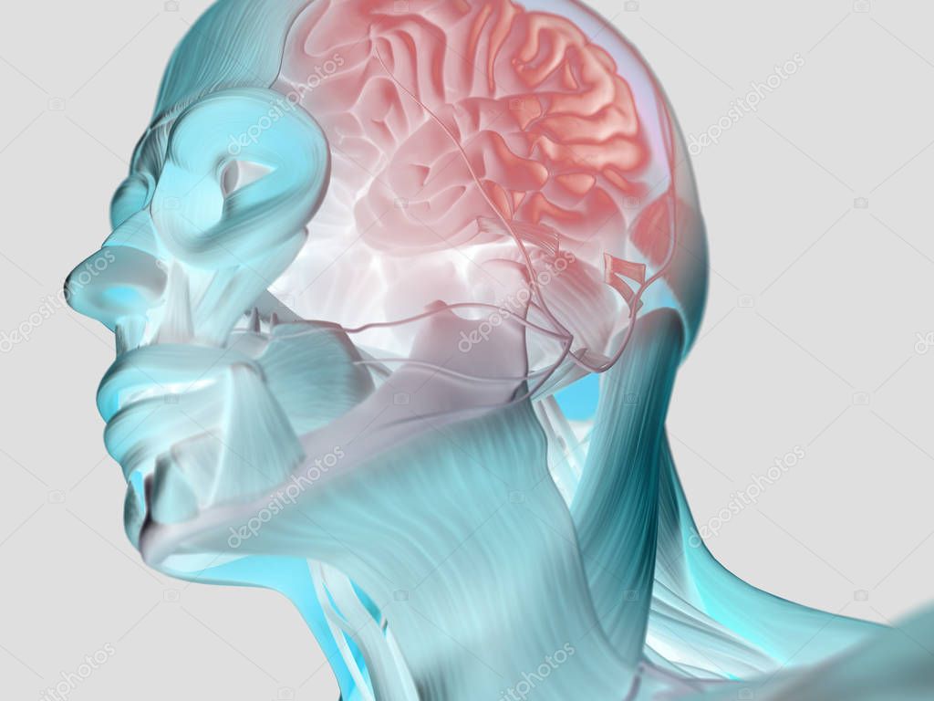 Human head anatomy model — Stock Photo © AnatomyInsider #129015790