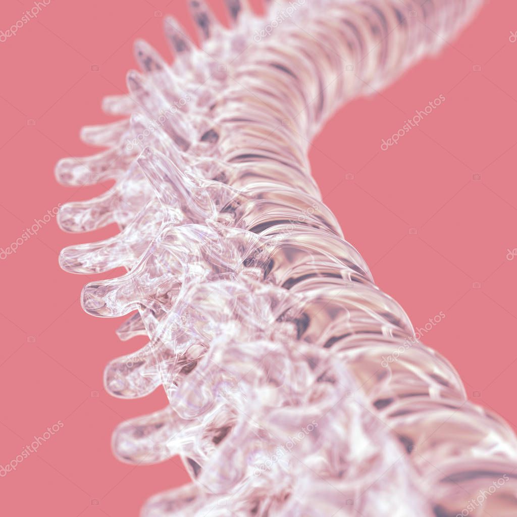 Human spine model Stock Photo by ©AnatomyInsider 129015872