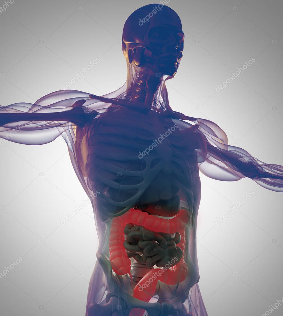 Modelo de anatomía del colon humano: fotografía de stock ...