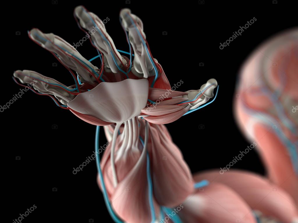 Human hand anatomy model — Stock Photo © AnatomyInsider #129016522