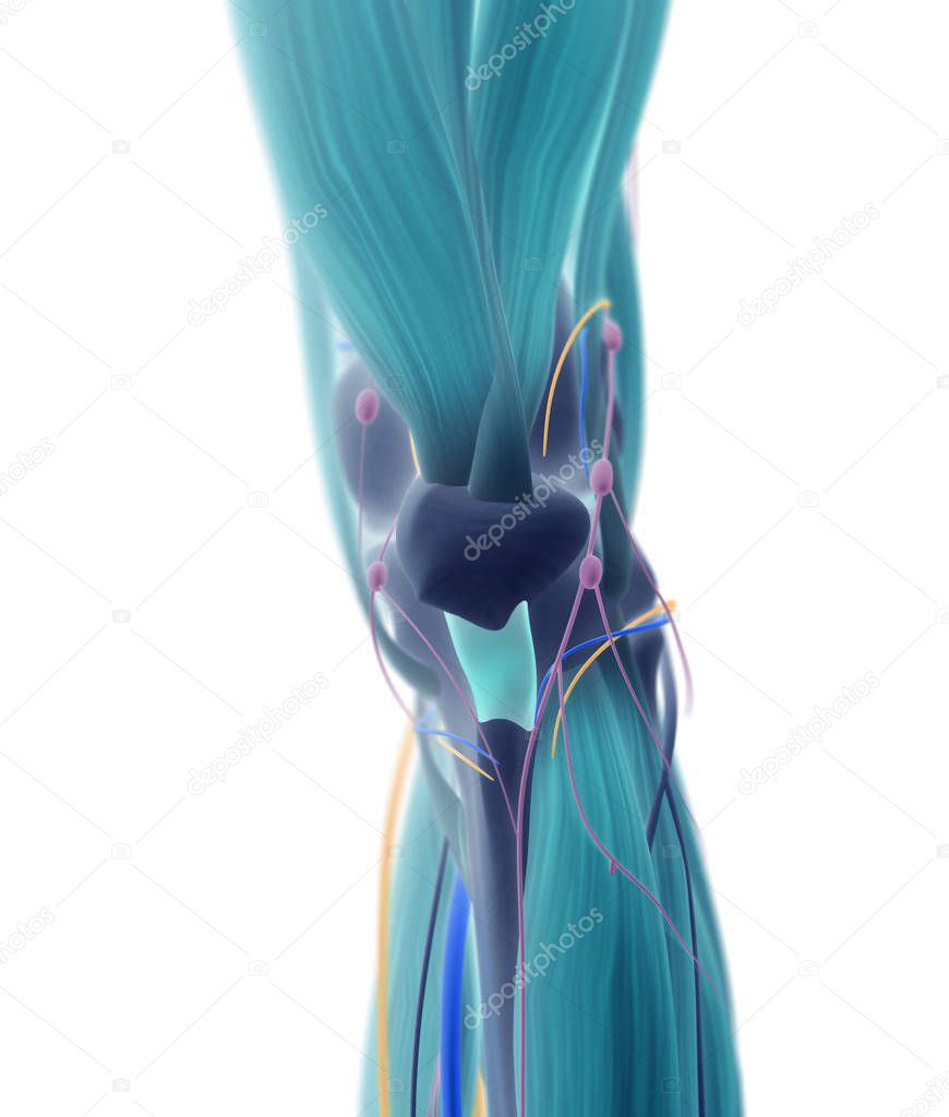 Human Knee anatomy details — Stock Photo © AnatomyInsider #129016718